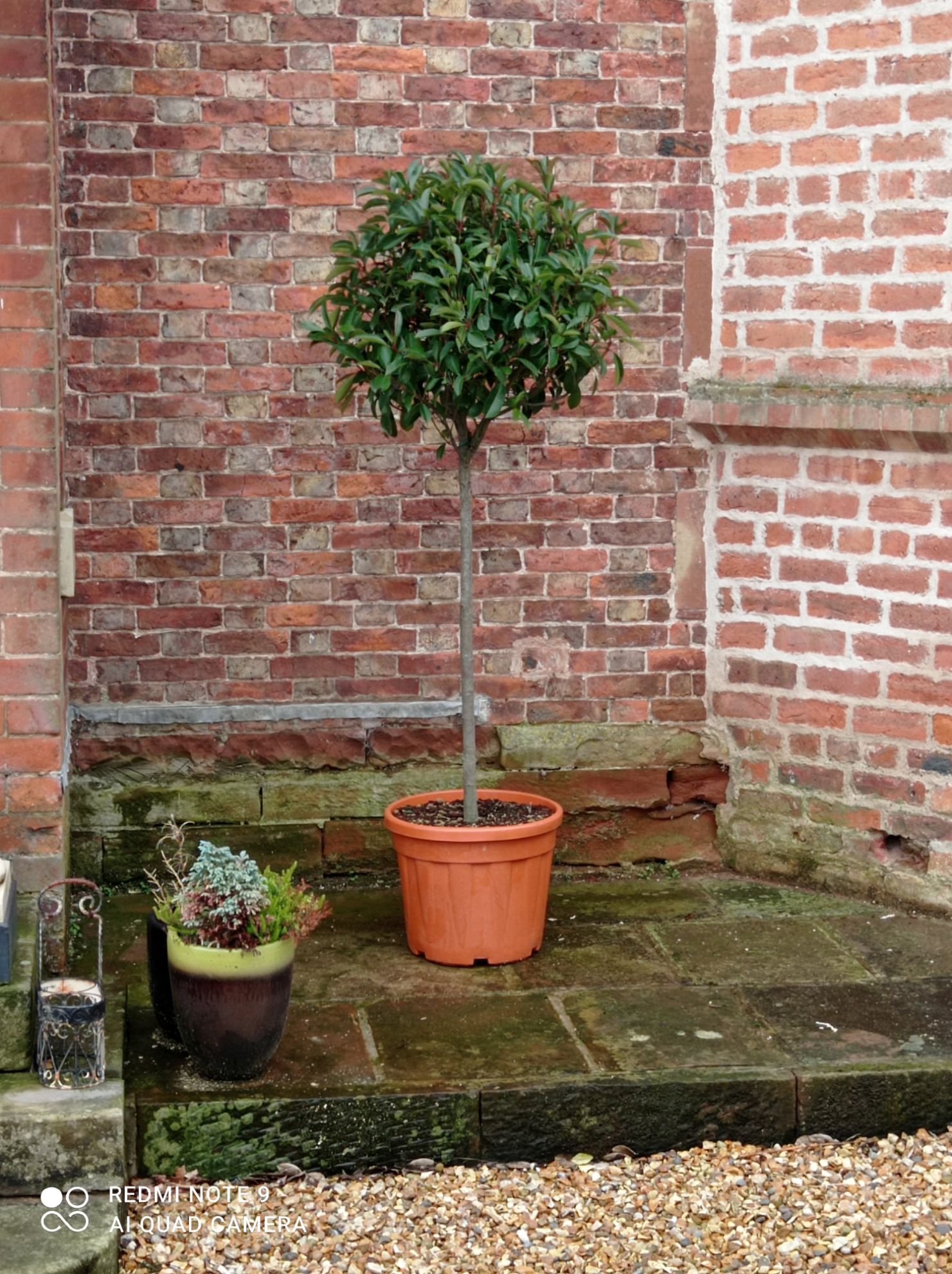 Your store. red robin 1/2 standard