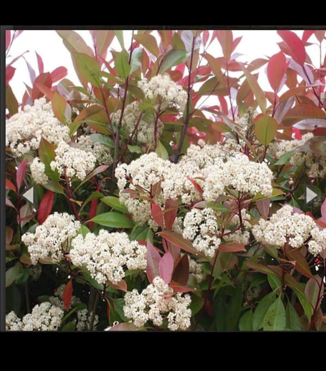 Your store. red robin 1/2 standard